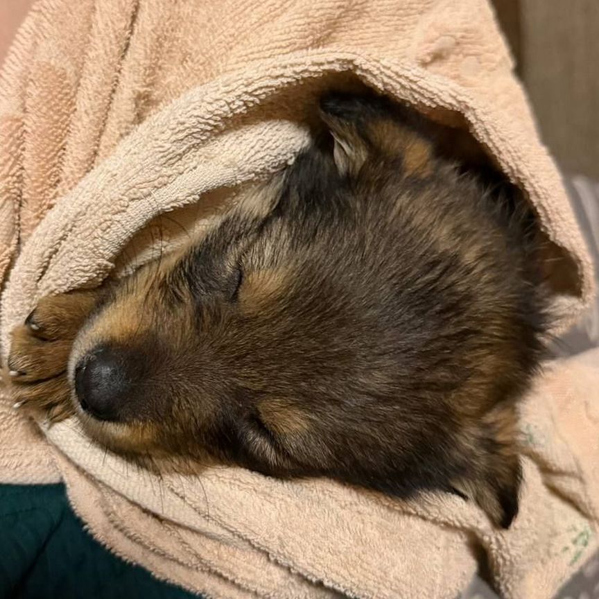 Щенок в добрые руки