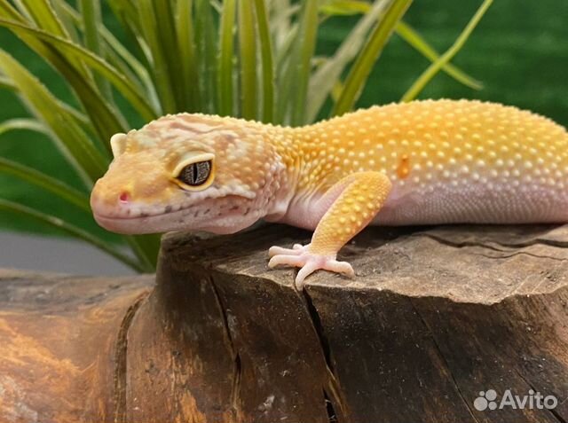 Эублефар с комплектом