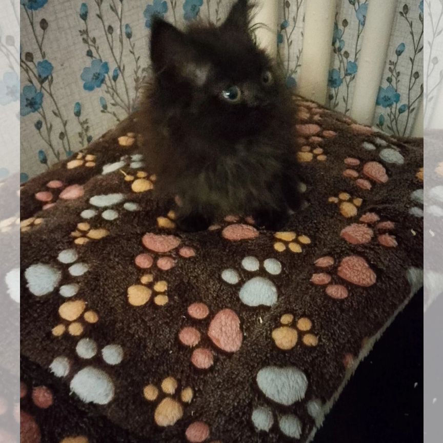 Персидский котёнок