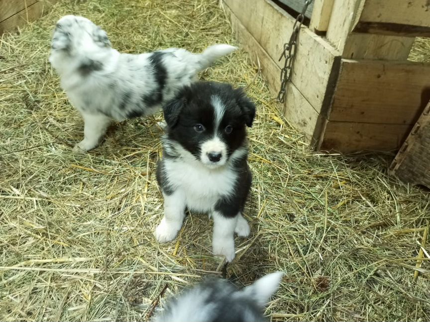 Бордер колли