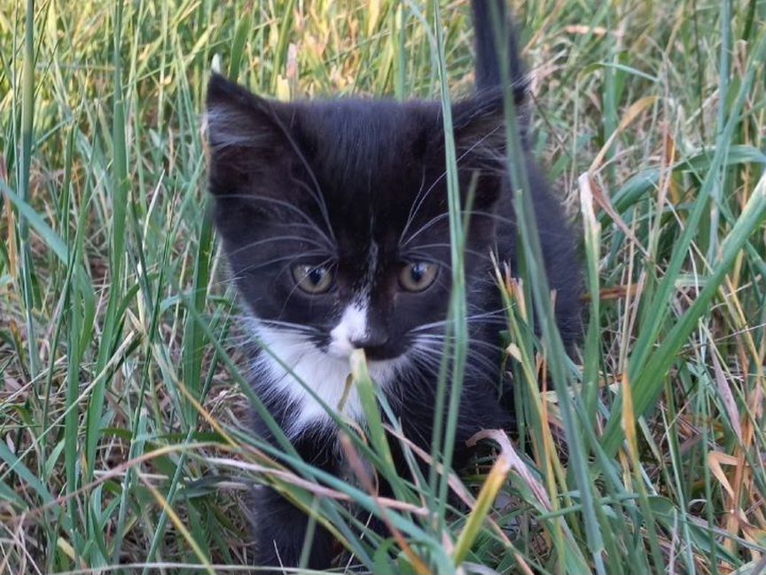 Котенок в добрые руки