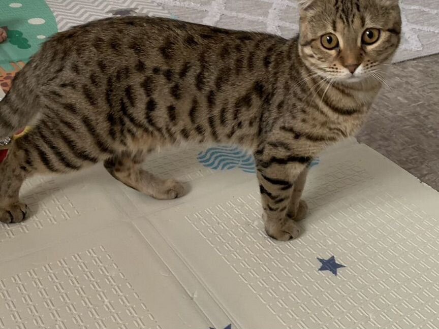 Животные вязка