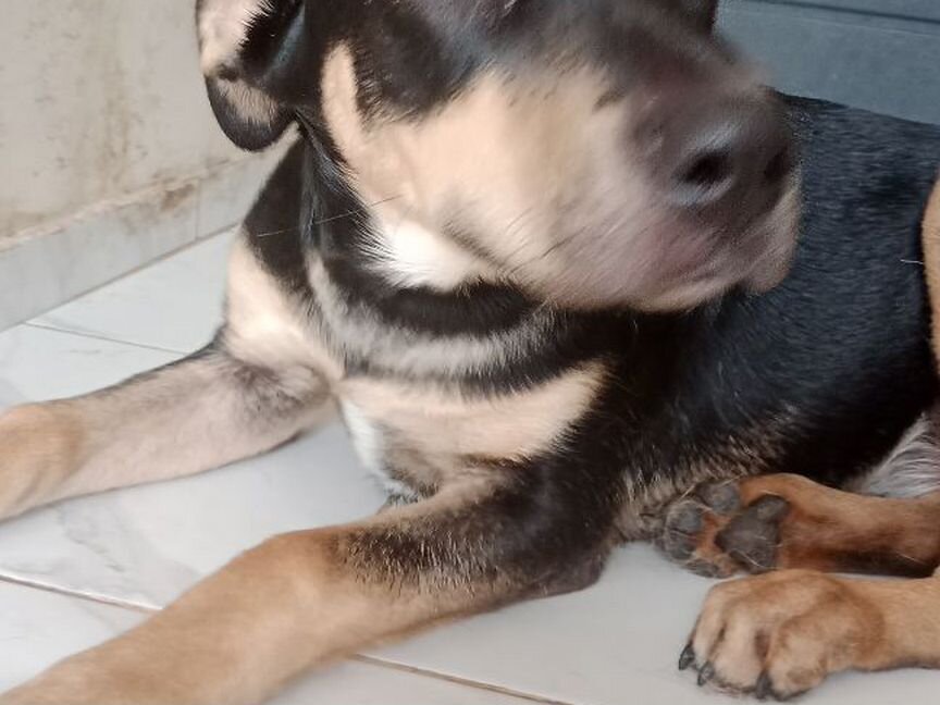 Собаки бесплатно в добрые руки щенки