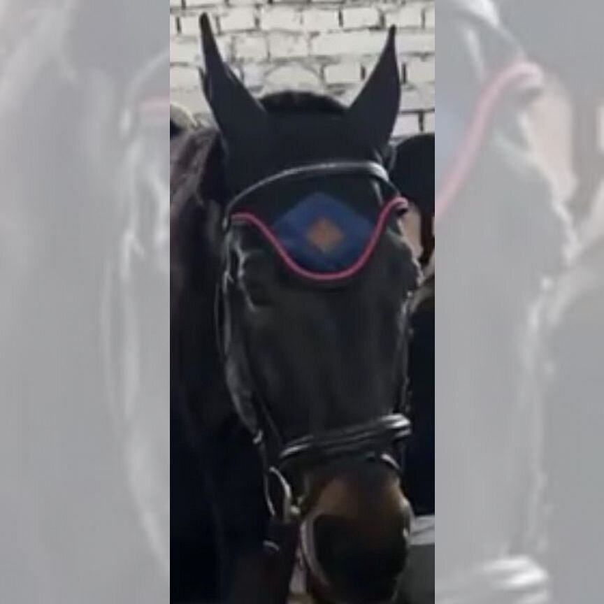 Уздечка для лошади