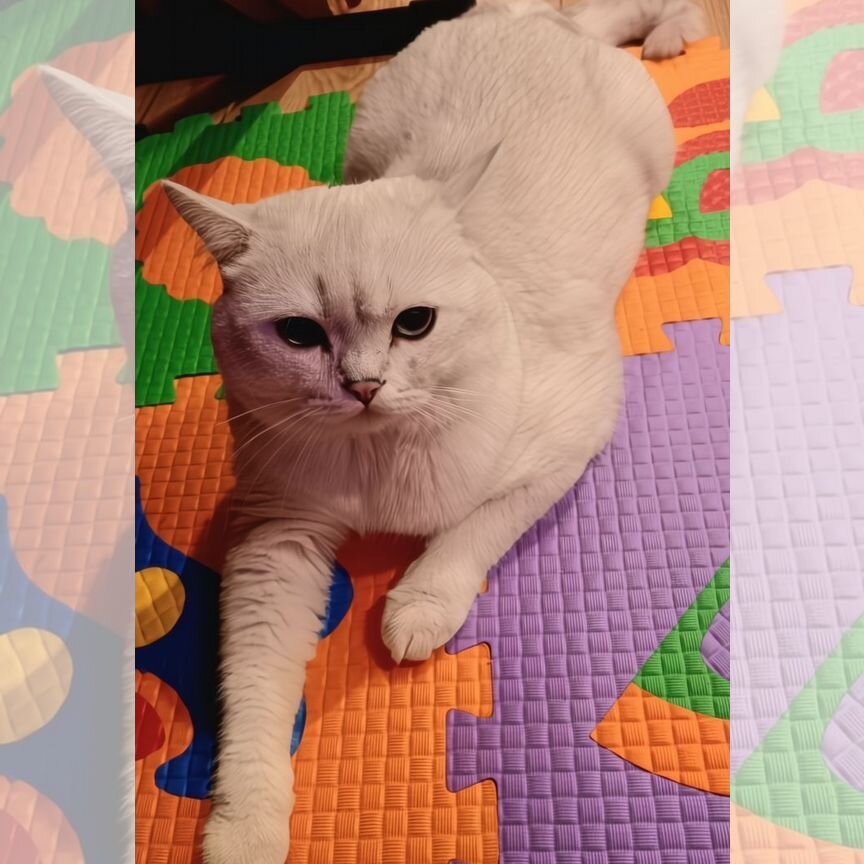 Вязка. Британец короткошерстный