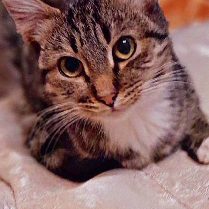 Котенок Костенька