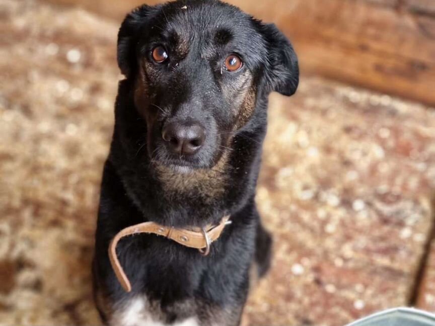 Спасите меня из приюта