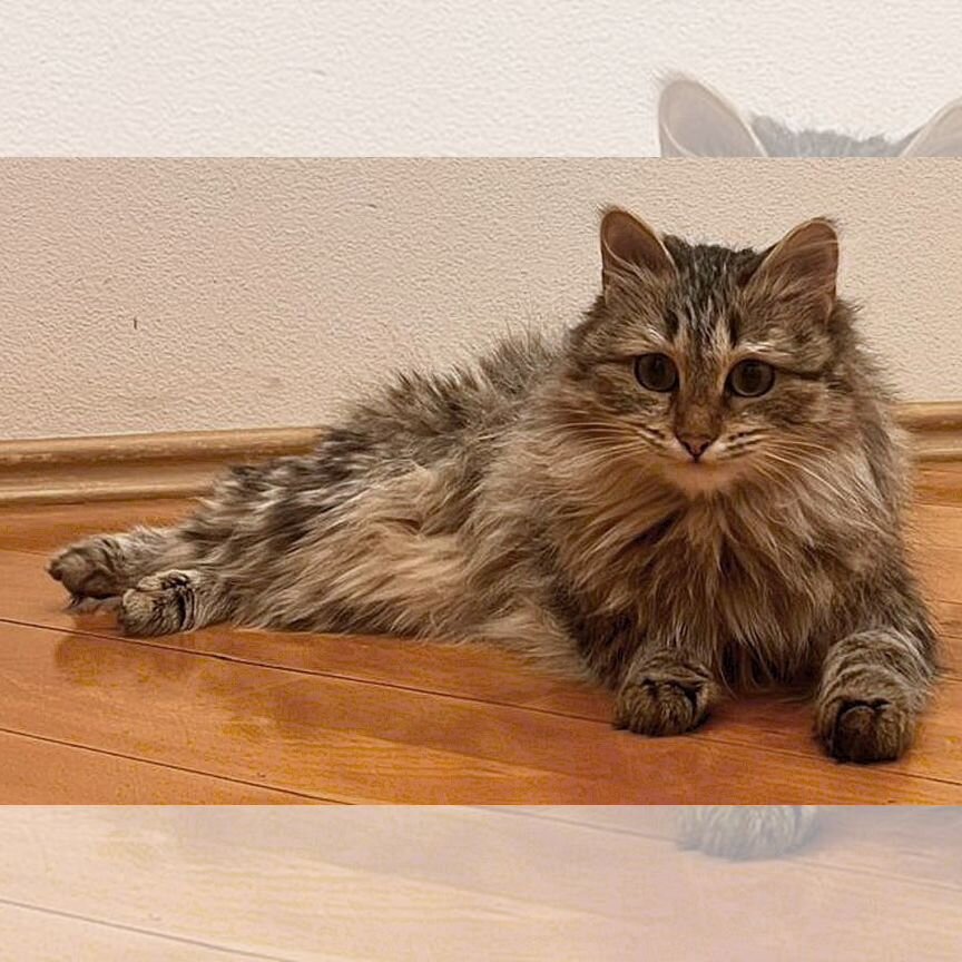 Сибирская, взрослая кошка