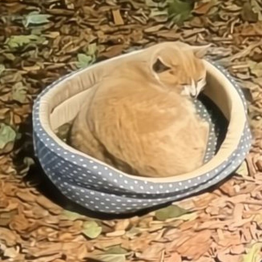 Взрослый кот в добрые руки