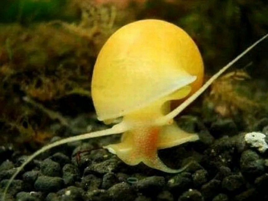 Ампулярии желтые