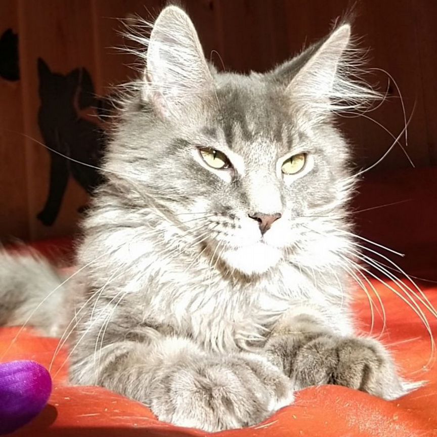 Мейн-кун котёнок