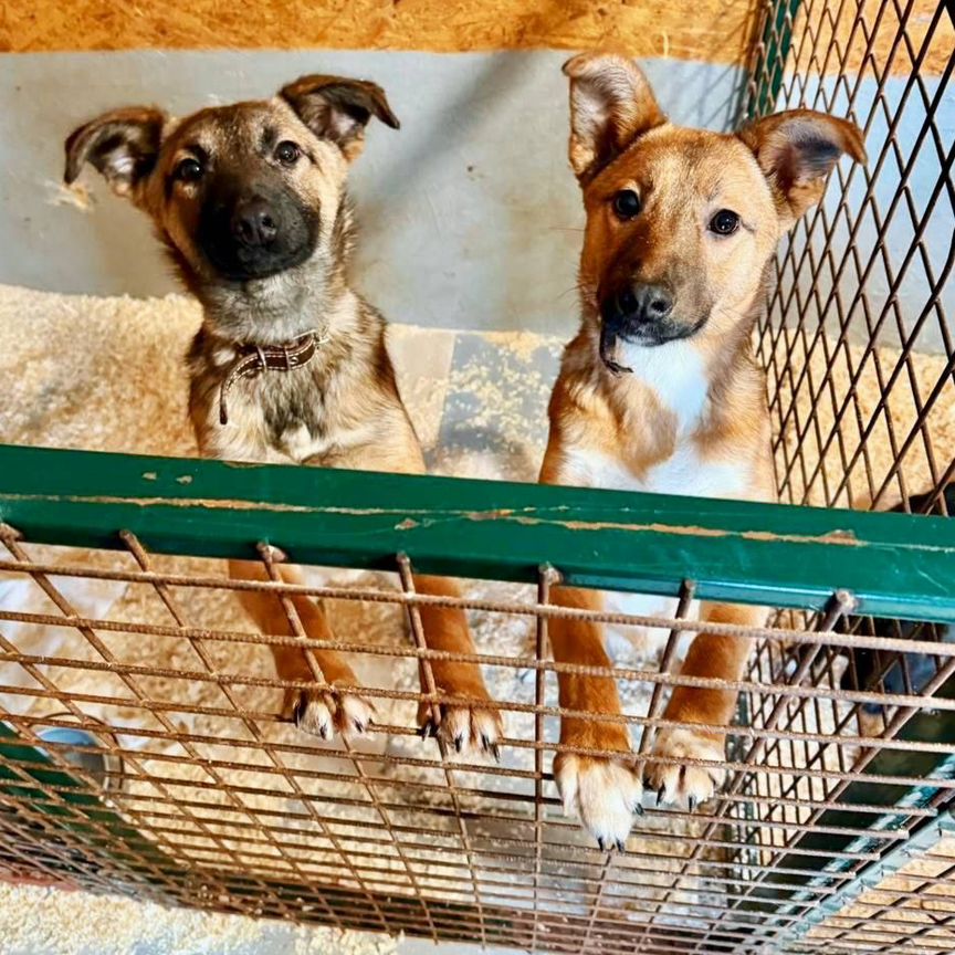 Щенок в добрые руки