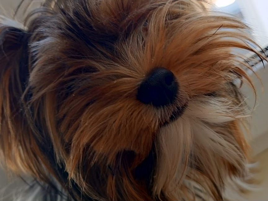 Йоркширский терьер