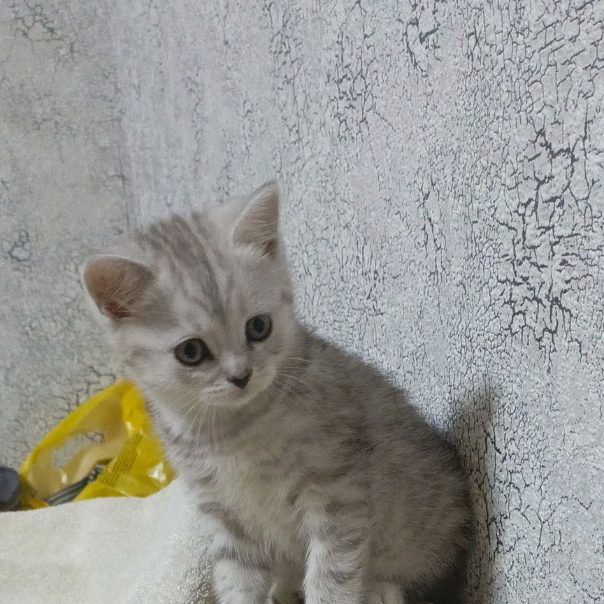 Котята шотландские