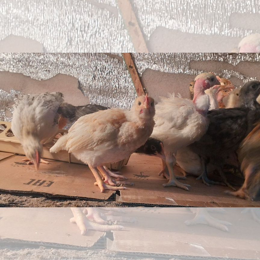 Домашние цыплята подрощннные