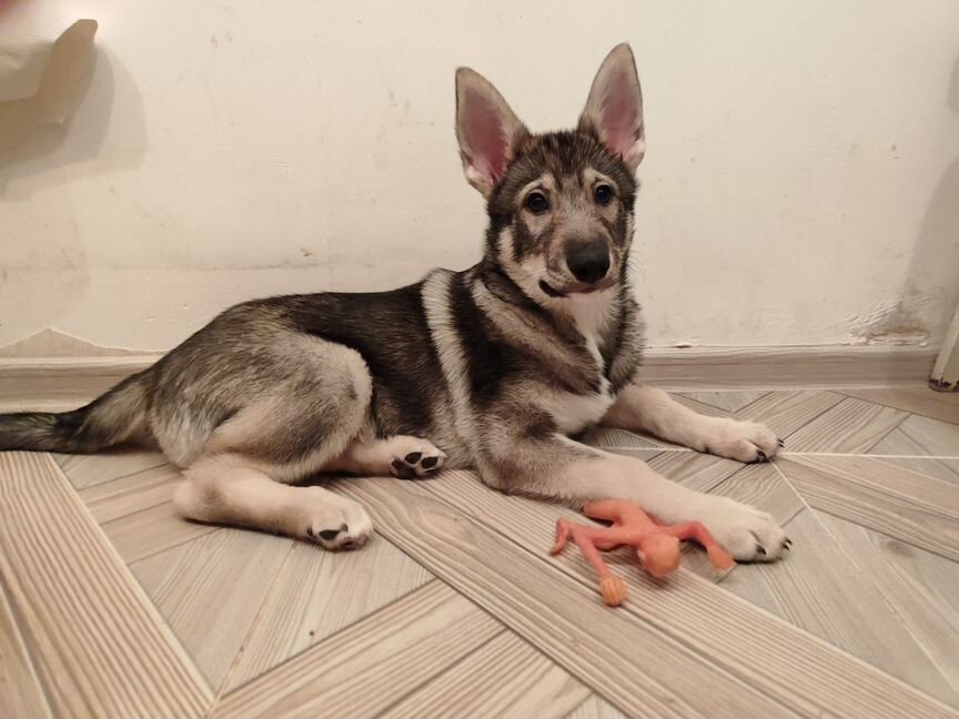 Помесь Лайки-Хаски и какого то Дачника)