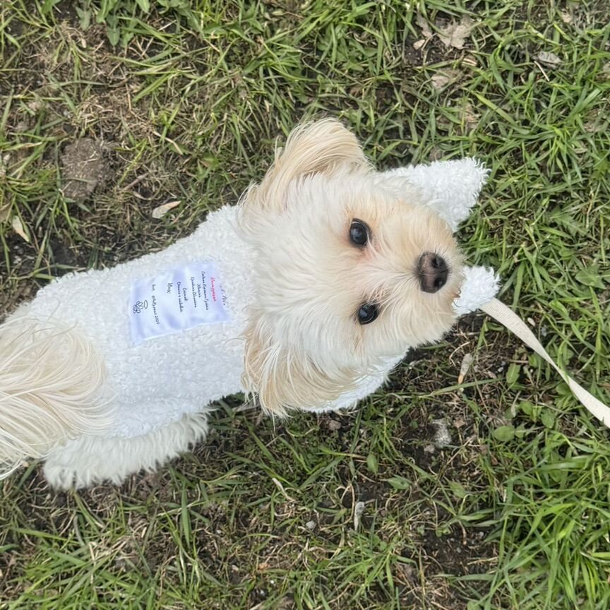 Шубка тедди для собак