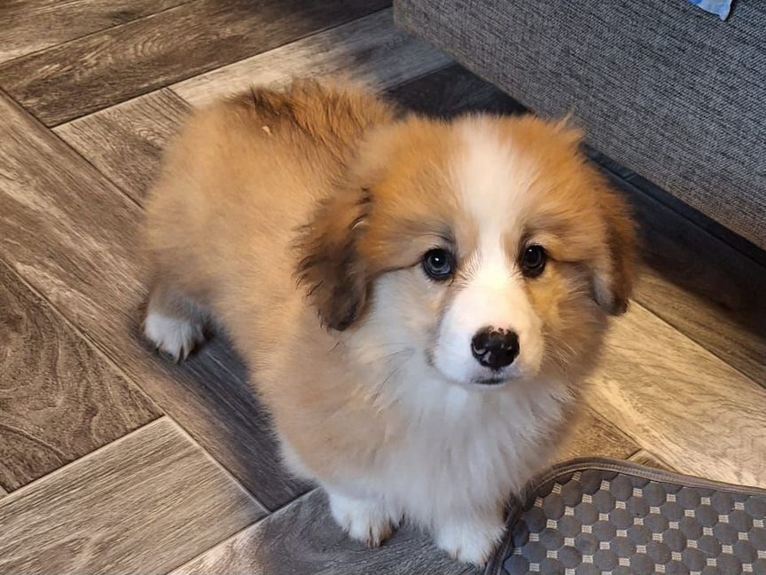 Вельш-корги пемброк флаффи