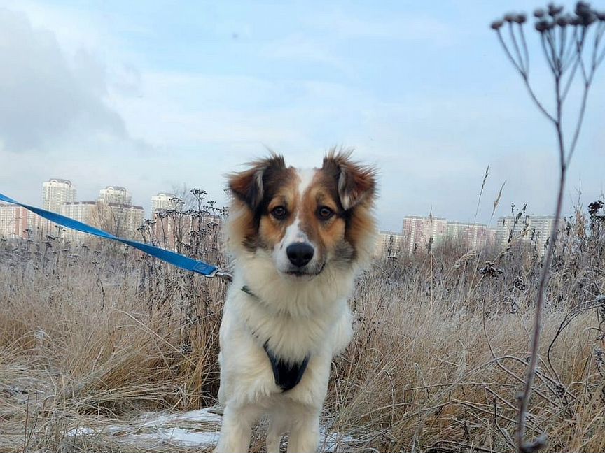 Ласковый щенок ищет дом