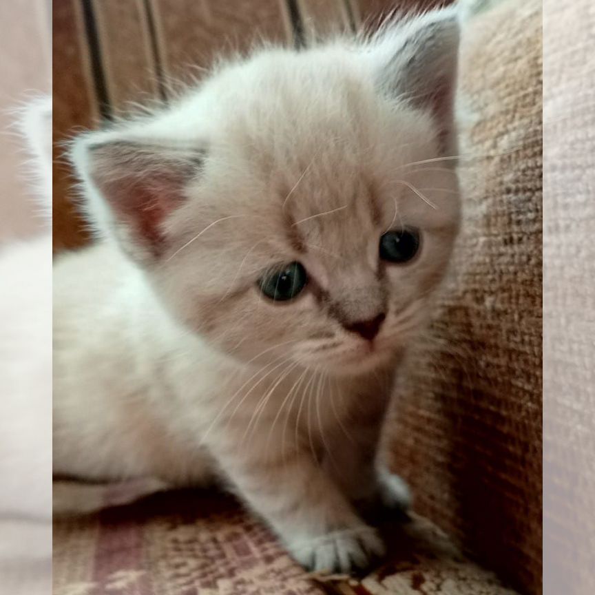 Кошечка в добрые руки