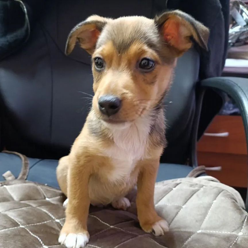 Щенок в добрые руки