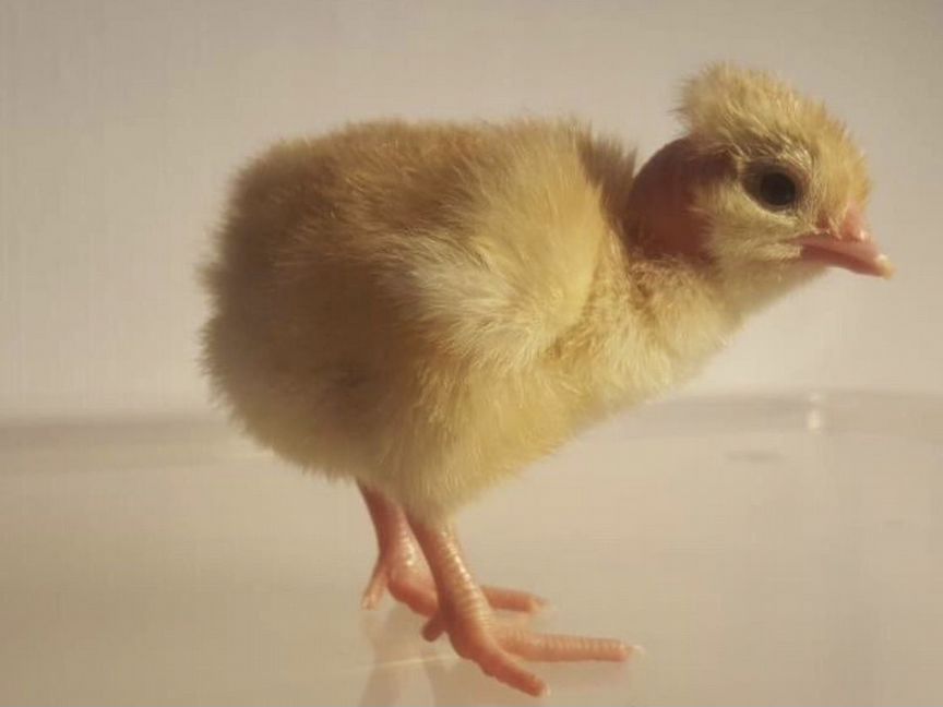 Цыплята Голошейки Венгрия/Испания