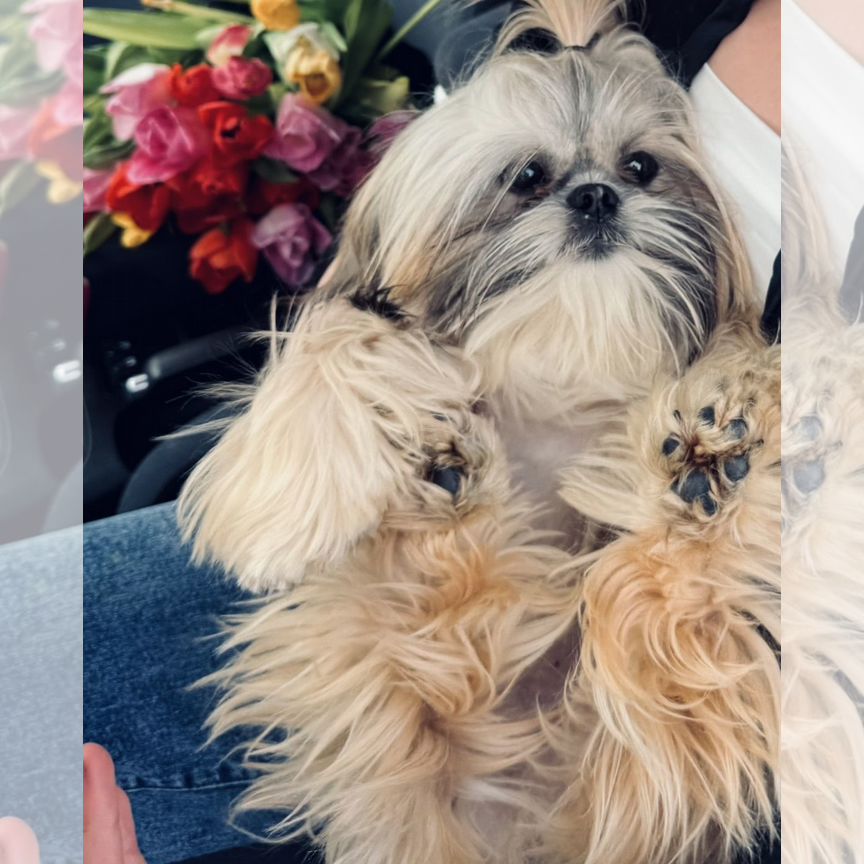 Ши-тцу, щенок