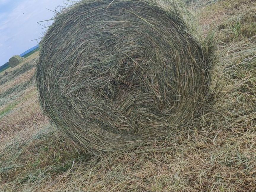 Сено в рулонах