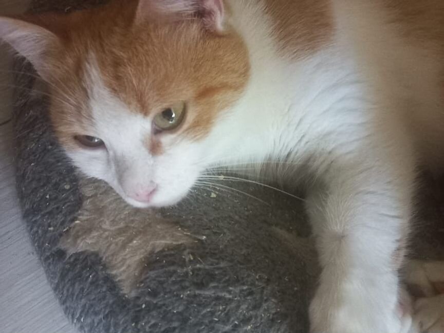 Рыжая кошка