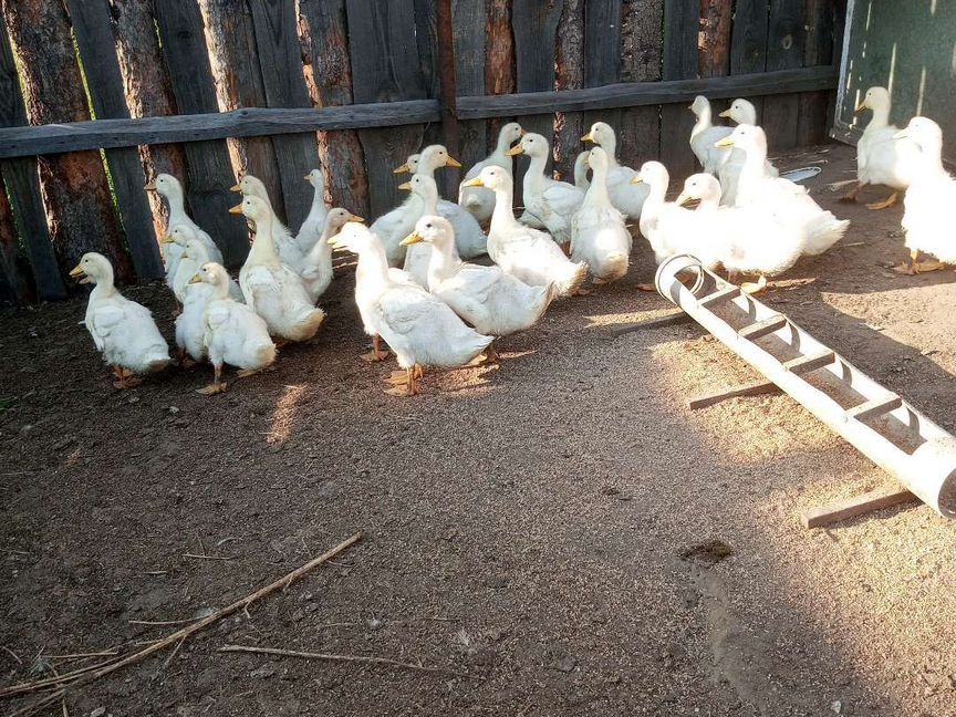 Утки старт 53