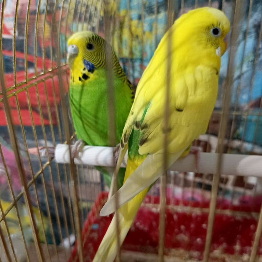 Волнистые 2 попугая с клеткой