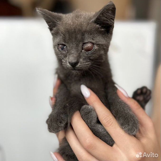 Русская голубая, девочка котенок с трудной судьбой