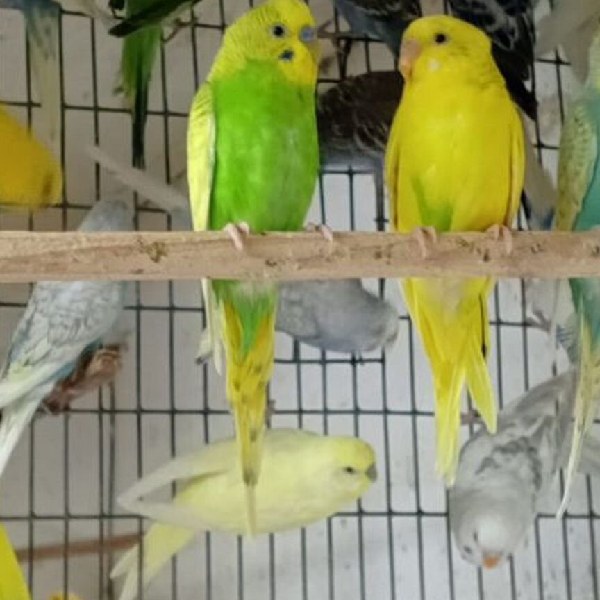 Волнистые попугаи