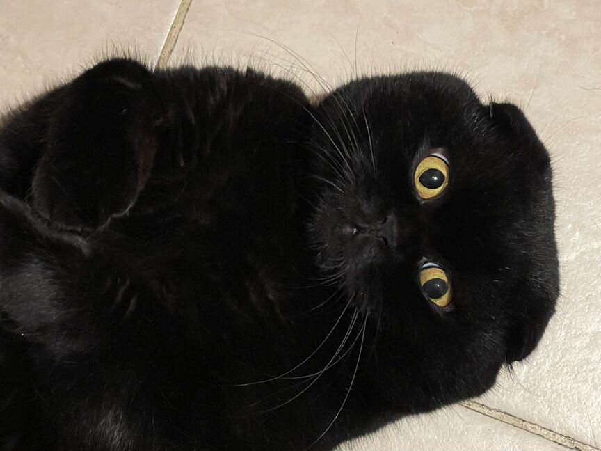 Кошка