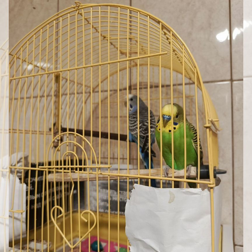 Волнистые попугаи с клеткой