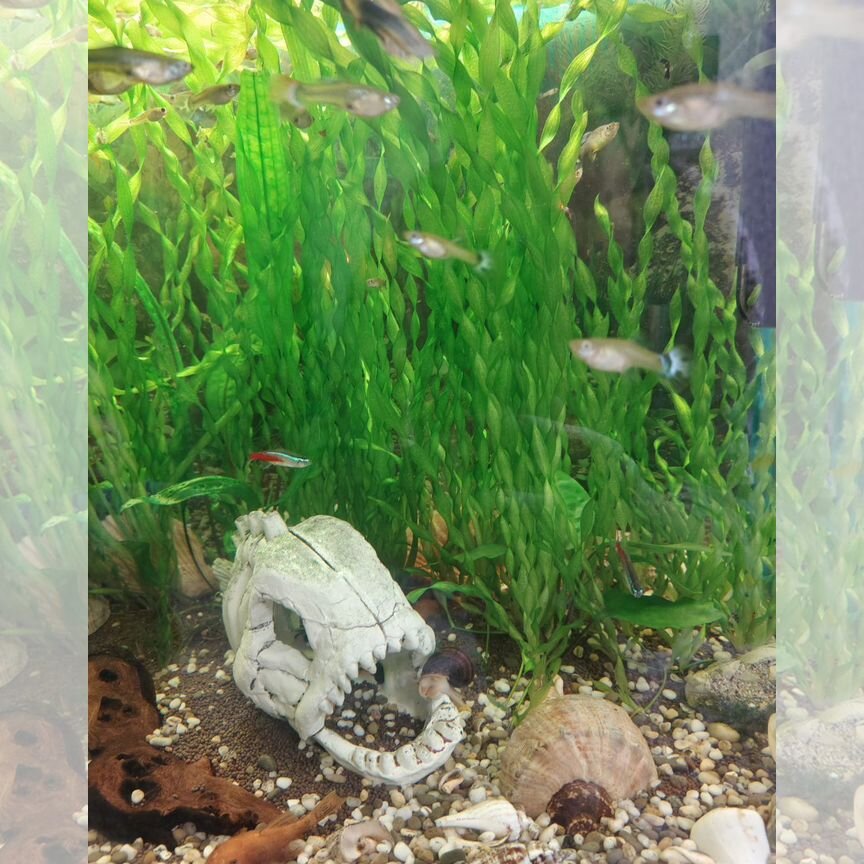 Валиснерия спиральная