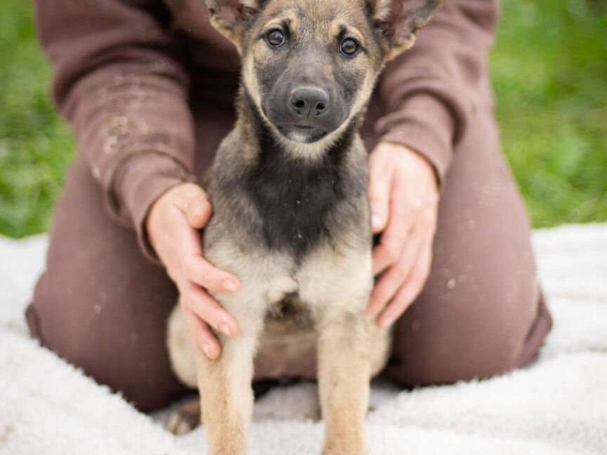 Собаки бесплатно в добрые руки