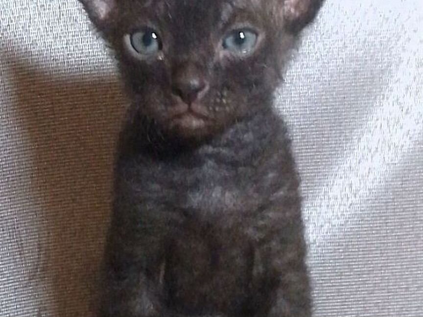 Котята Донской Сфинкс Браш