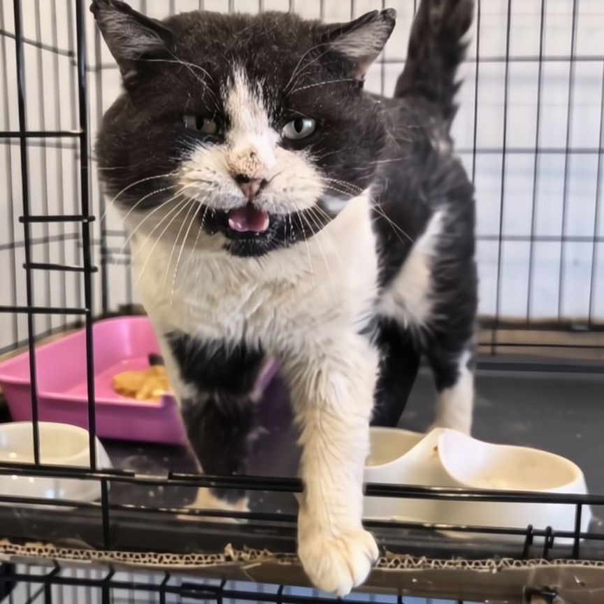 Американский короткошёрстный, взрослый кот