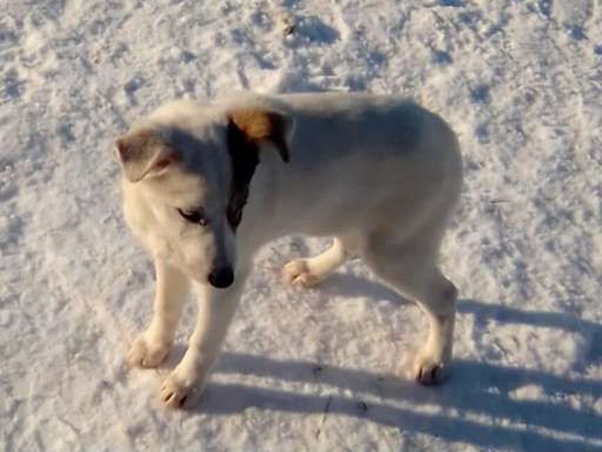 Щенок в добрые руки