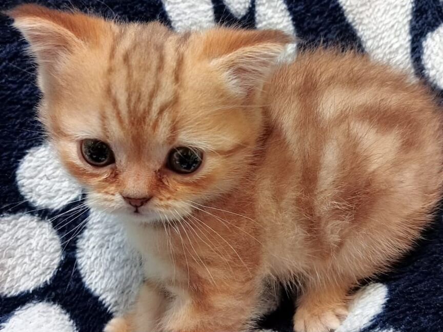 Шотландская кошка