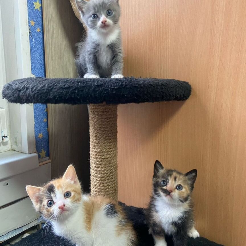 Котята в добрые руки