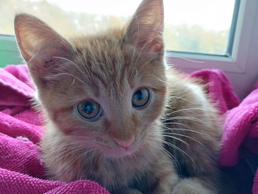 Котенок рыжее счастье мальчик