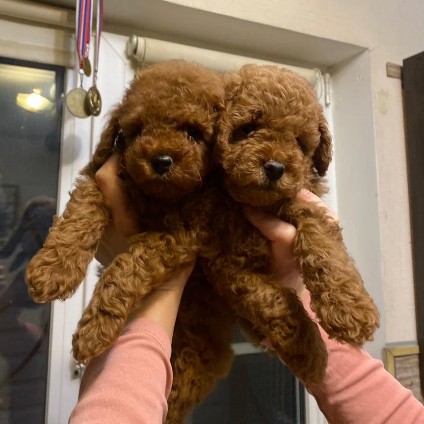 Той-пудель, щенок