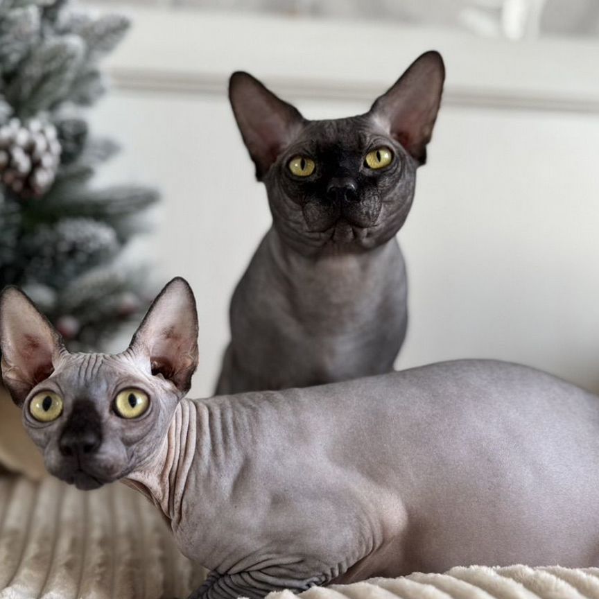 Котята донского сфинкса
