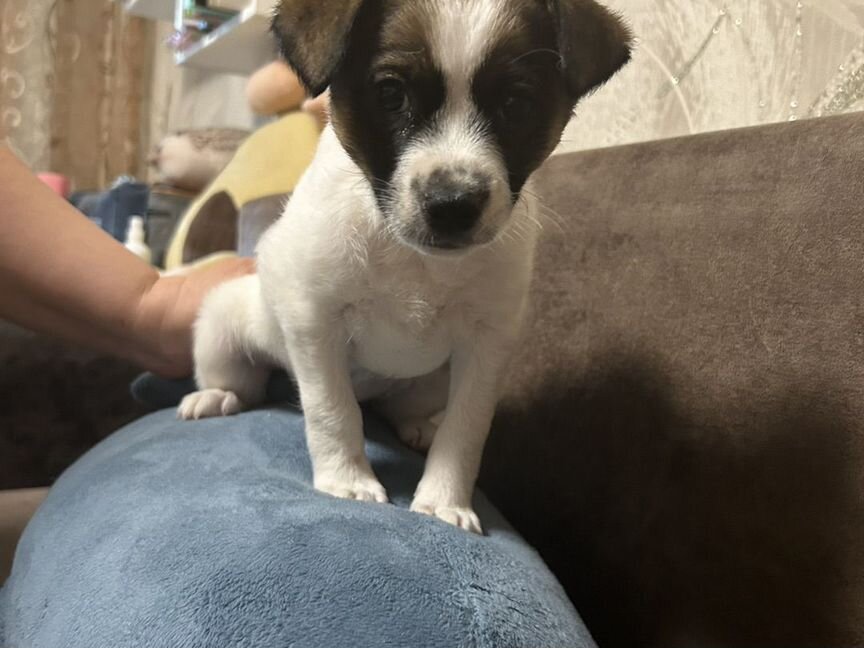 Щенок беспородный в добрые руки