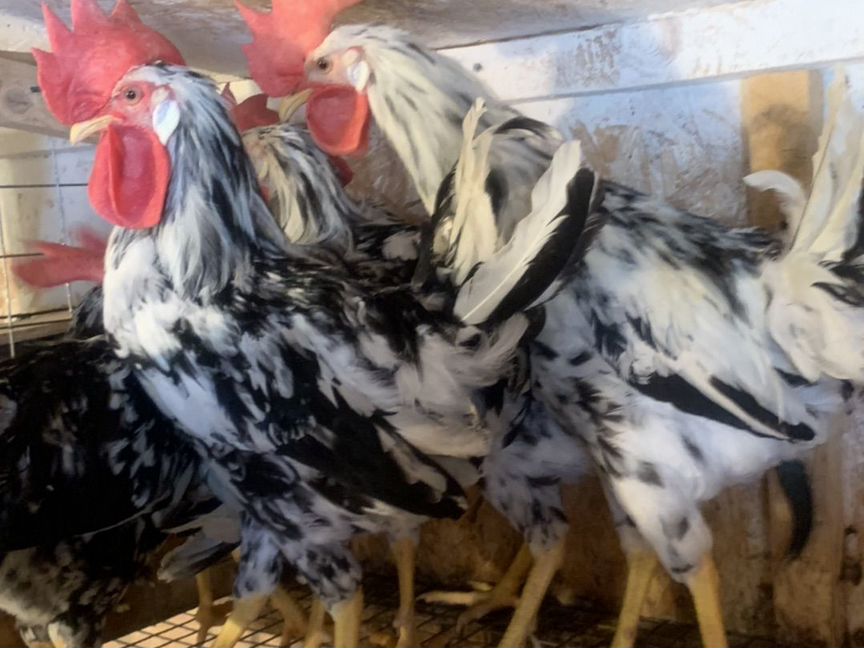 Петух леггорн далматинец