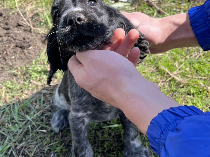 Русский спаниель