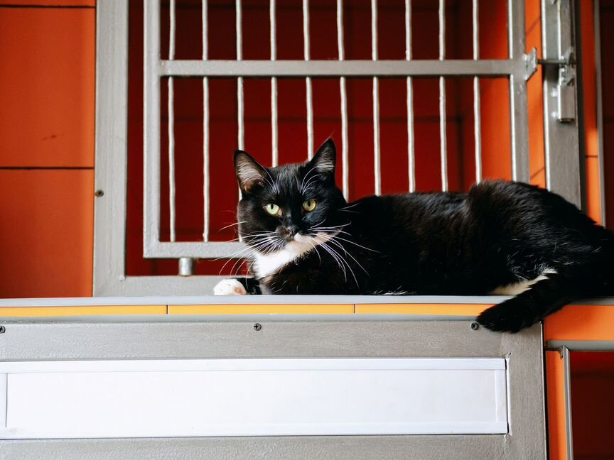 Кот Милан ищет дом