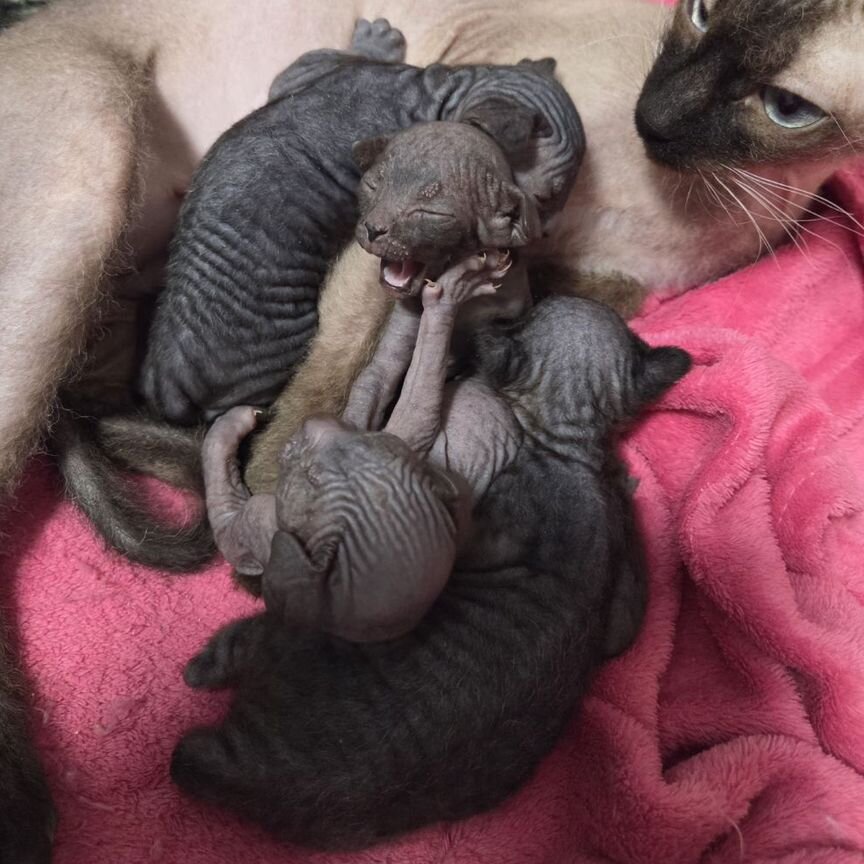 Донской сфинкс котёнок